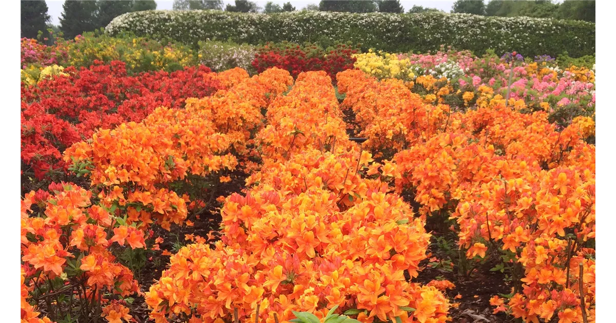 Aktuelles - Baumschulen Eilers