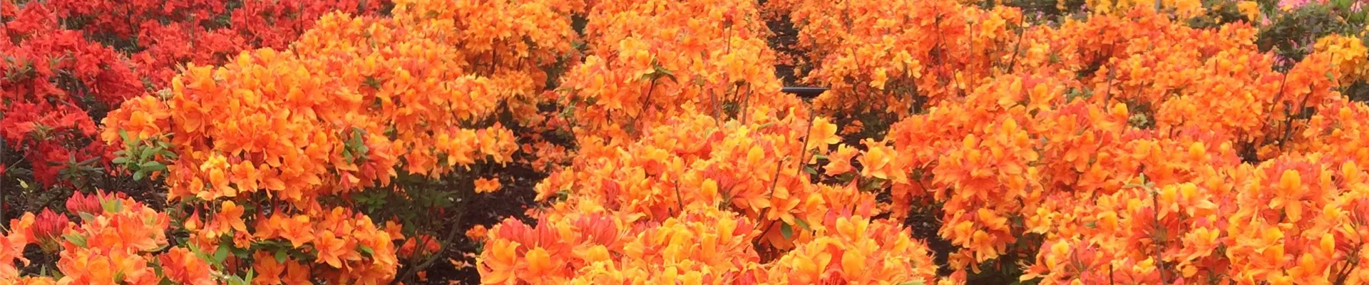 Aktuelles - Baumschulen Eilers