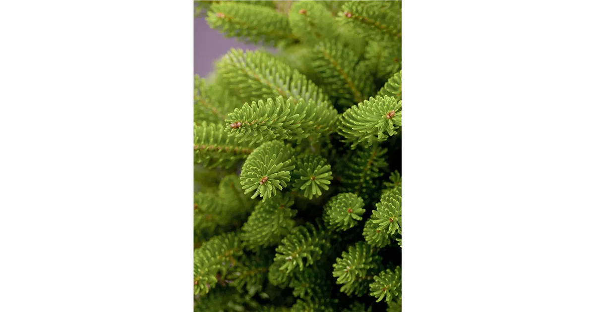 Baumschulen Eilers - Baumschulen Eilers