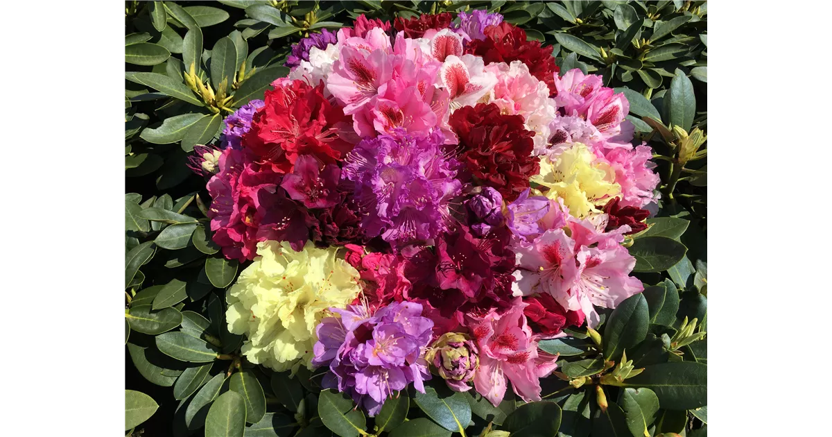 Erklärung zum Webshop - Baumschulen Eilers