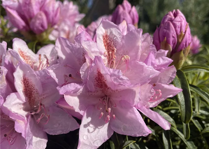 Über uns - Baumschulen Eilers