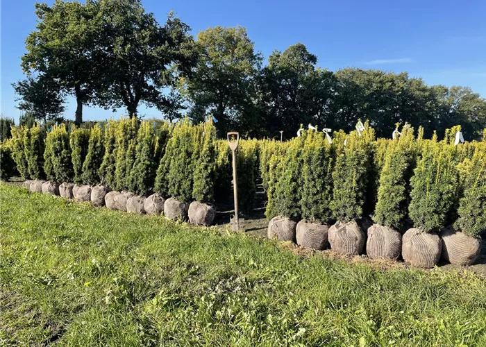 Über uns - Baumschulen Eilers
