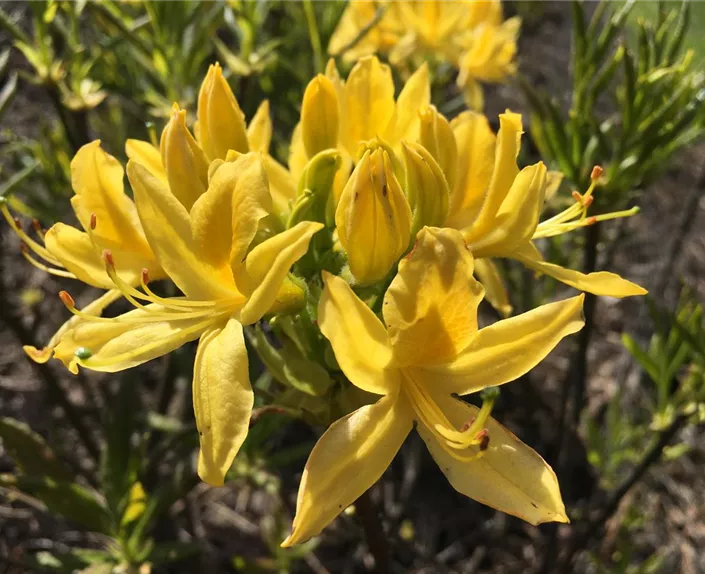 Baumschulen Eilers - Baumschulen Eilers