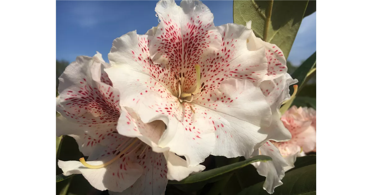 Über uns - Baumschulen Eilers