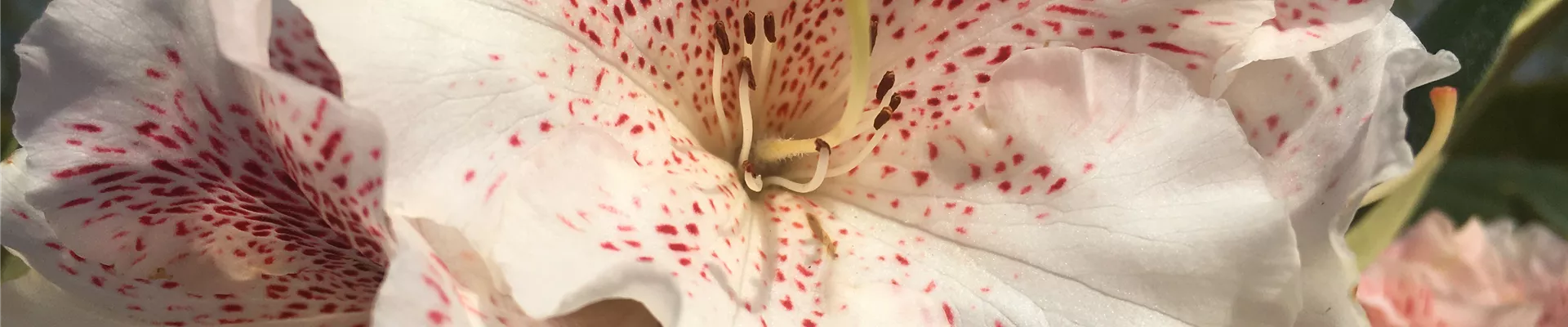 Über uns - Baumschulen Eilers