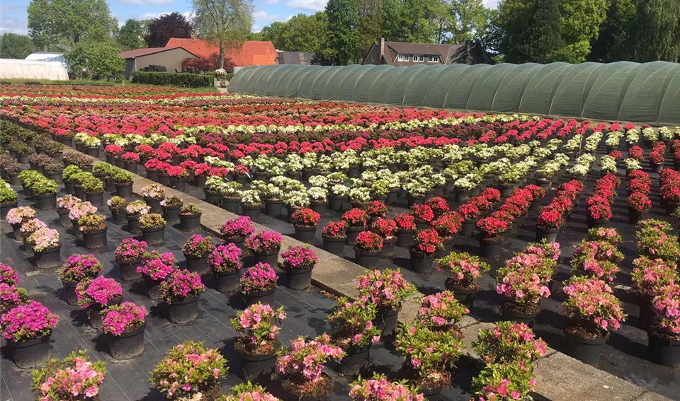 Geschäftsleitung - Baumschulen Eilers