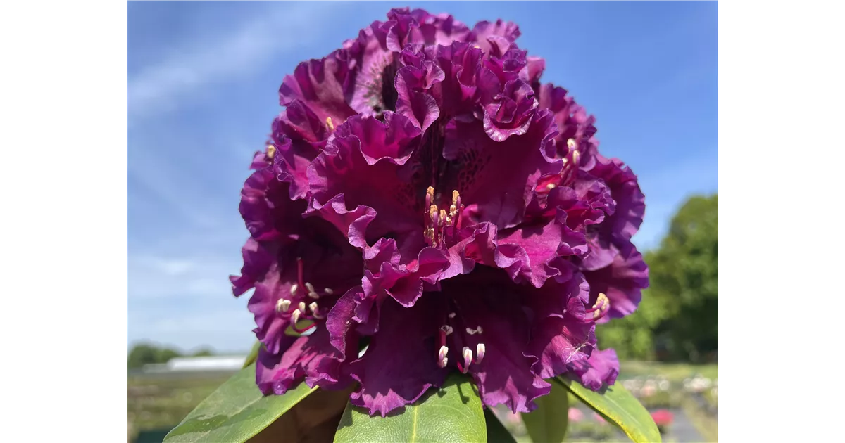 Geschäftsleitung - Baumschulen Eilers
