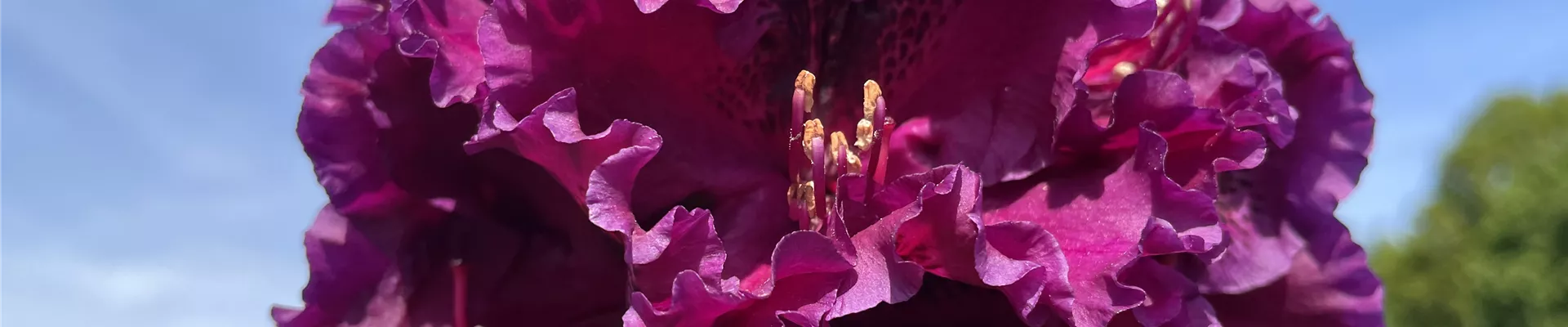 Geschäftsleitung - Baumschulen Eilers