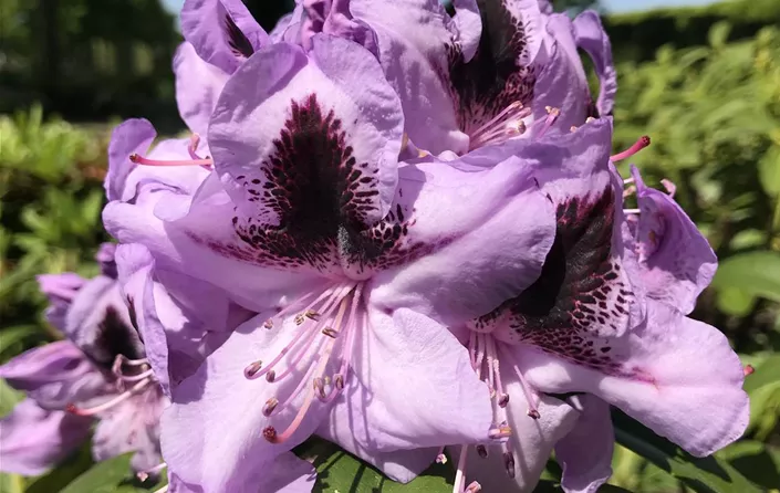 Baumschulen Eilers - Baumschulen Eilers